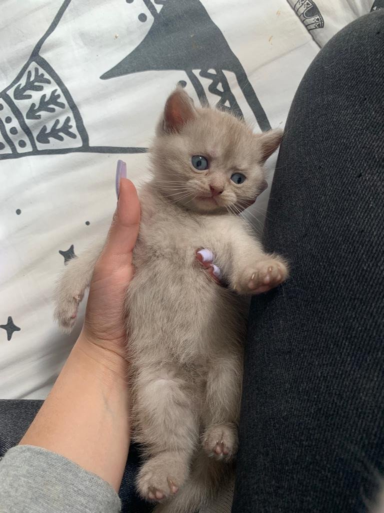 Tamara D'Analys'dyan - Chaton Scottish Straight Seine-et-Marne